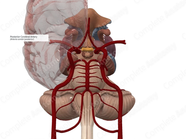 Posterior Cerebral Artery | Complete Anatomy