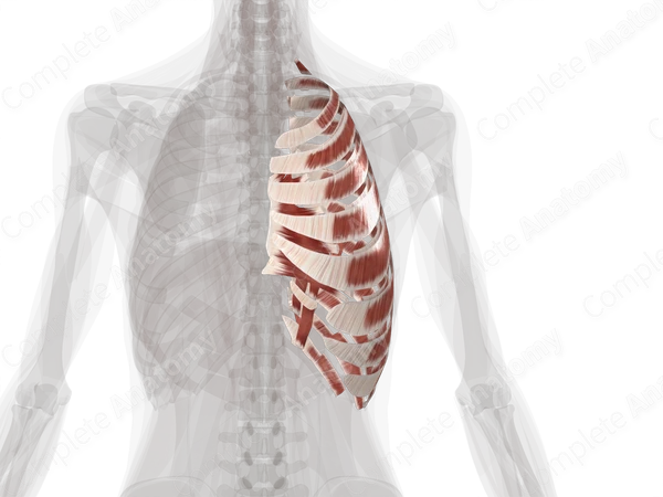 Muscles of Thorax (Left) | Complete Anatomy