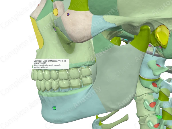 Cervical Line of Maxillary Third Molar Tooth | Complete Anatomy