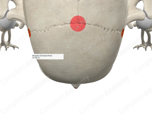 Bregma (Frontal Part) | Complete Anatomy