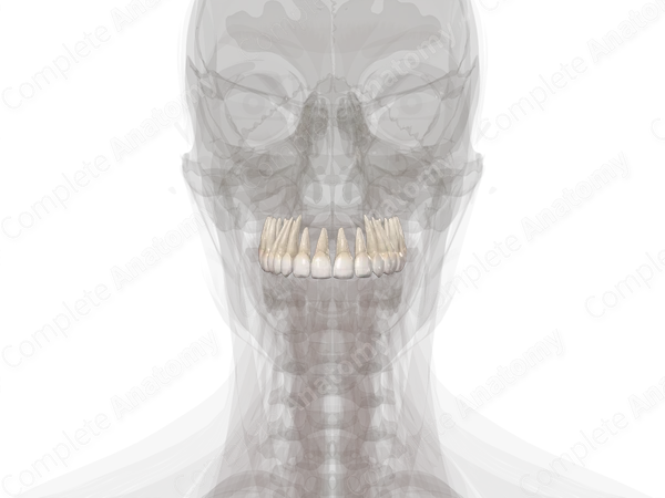 Maxillary Dental Arch | Complete Anatomy