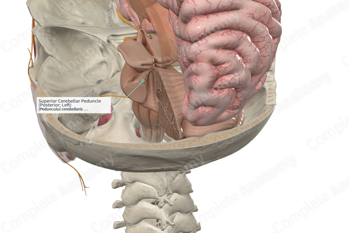 Superior Cerebellar Peduncle Posterior Right Complete Anatomy