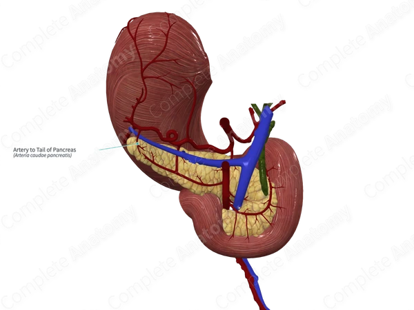 Artery to Tail of Pancreas | Complete Anatomy