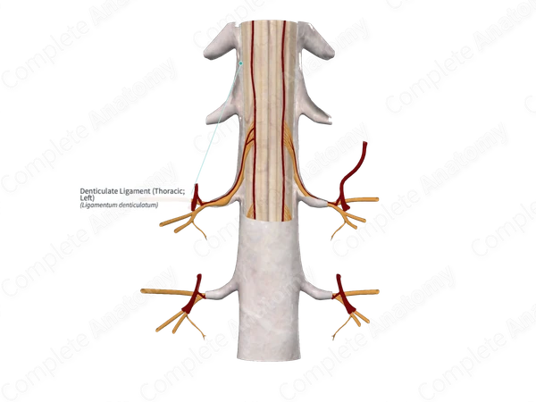 Denticulate Ligament (Thoracic; Left) | Complete Anatomy