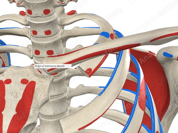 Origin of Subclavius Muscle | Complete Anatomy