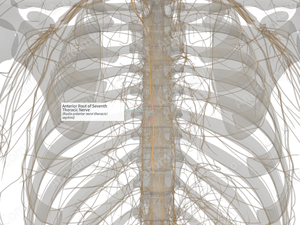 Anterior Root of Seventh Thoracic Nerve (Left) | Complete Anatomy