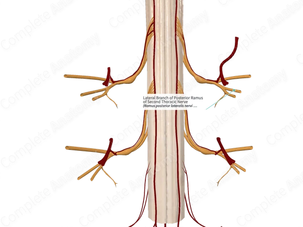 Lateral Branch of Posterior Ramus of Second Thoracic Nerve | Complete ...