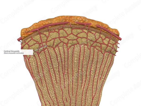 Cortical Sinusoids | Complete Anatomy