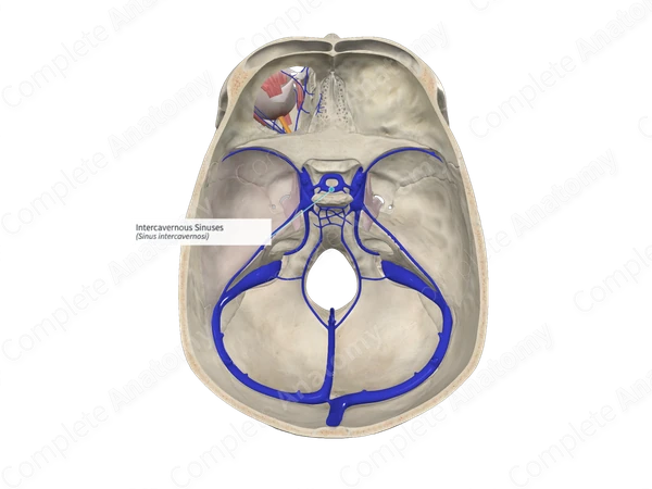 Intercavernous Sinuses | Complete Anatomy