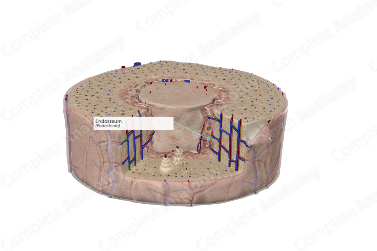 Endosteum Definition