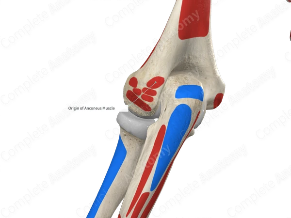 Origin of Anconeus Muscle | Complete Anatomy