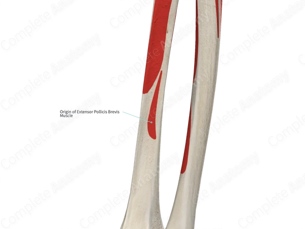 Origin of Extensor Pollicis Brevis Muscle | Complete Anatomy