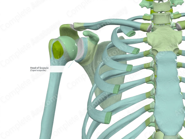 Head of Scapula | Complete Anatomy