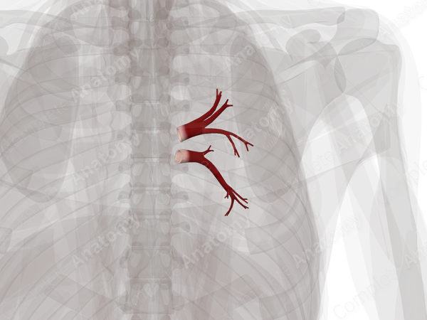 Pulmonary Veins of Left Lung | Complete Anatomy