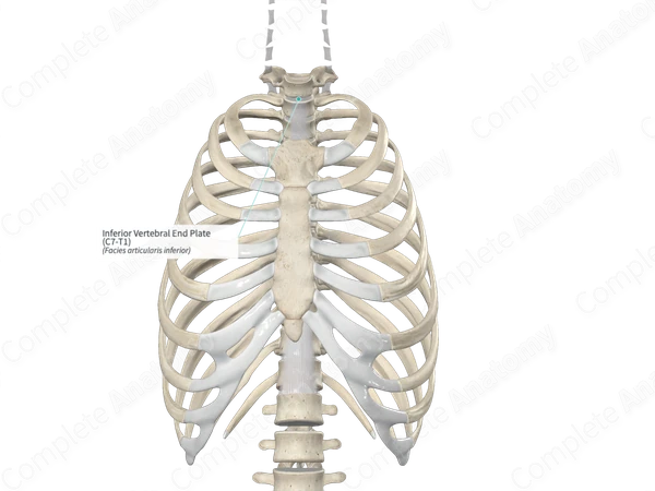 Inferior Vertebral End Plate (C7-T1) | Complete Anatomy