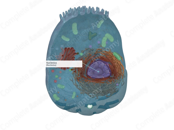 Nucleolus | Complete Anatomy
