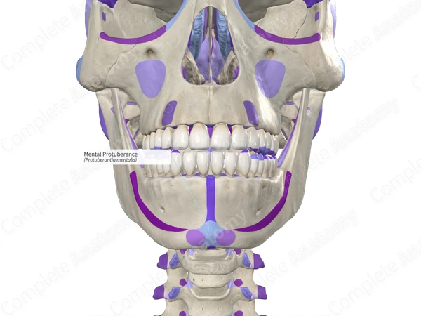 Mental Protuberance | Complete Anatomy