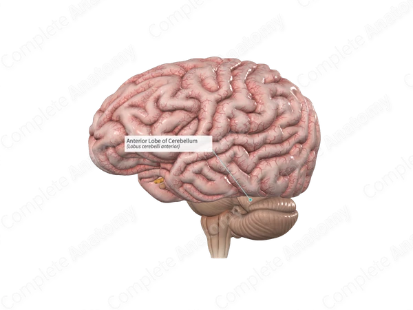 Anterior Lobe of Cerebellum | Complete Anatomy