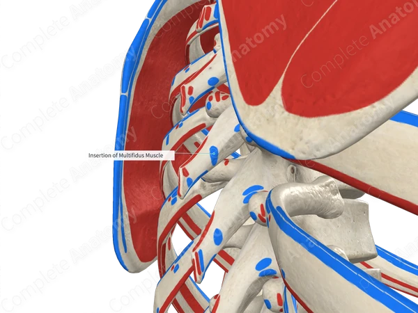 Insertion of Multifidus Muscle | Complete Anatomy