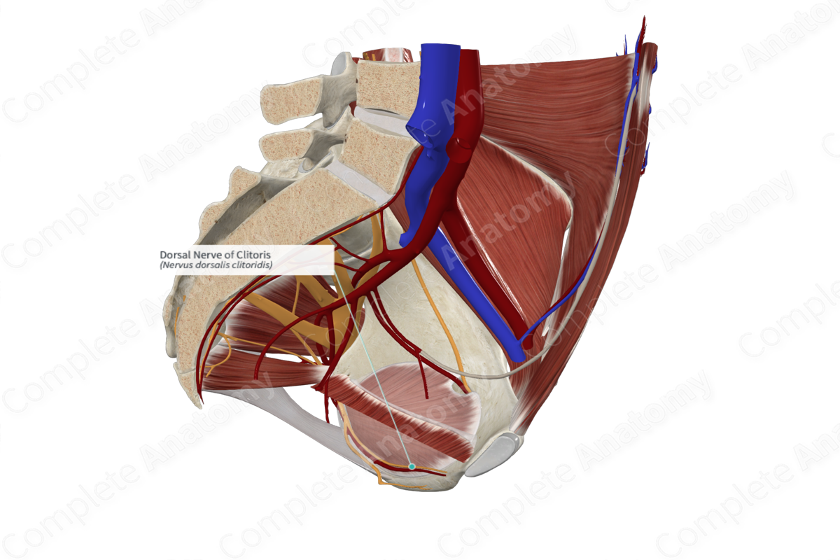 Dorsal Nerve Of Clitoris Complete Anatomy
