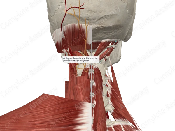 Superior Oblique Capitis Muscle