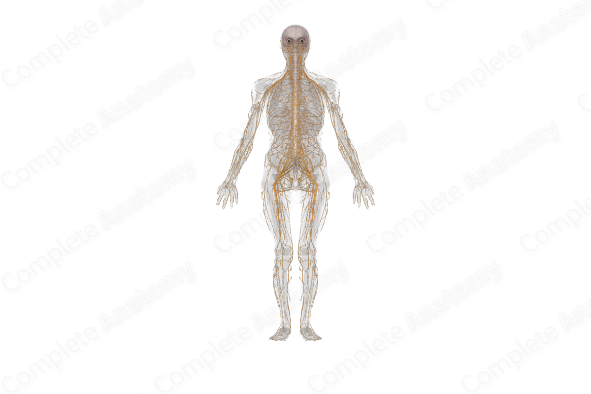 Nervous System | Complete Anatomy