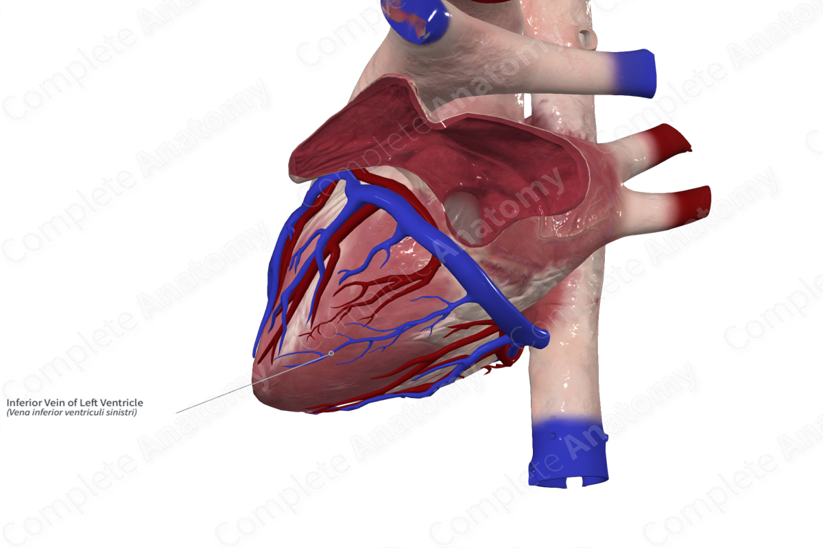 Inferior Vein Of Left Ventricle Complete Anatomy