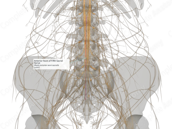 Anterior Root of Fifth Sacral Nerve (Left) | Complete Anatomy