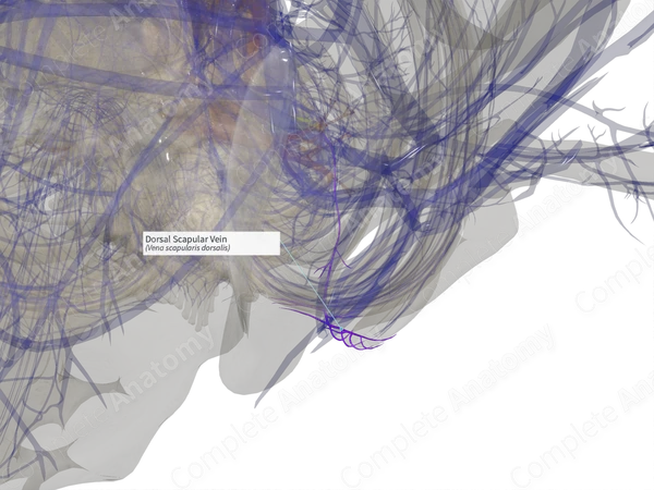 Dorsal Scapular Vein (Right) | Complete Anatomy
