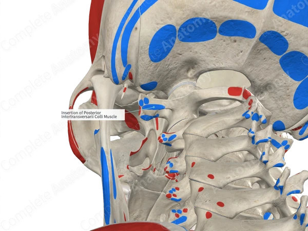 Insertion of Posterior Intertransversarii Colli Muscle | Complete Anatomy