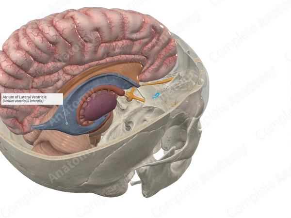 Lateral Ventricle Anatomy
