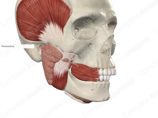 Parotid Duct Masseter