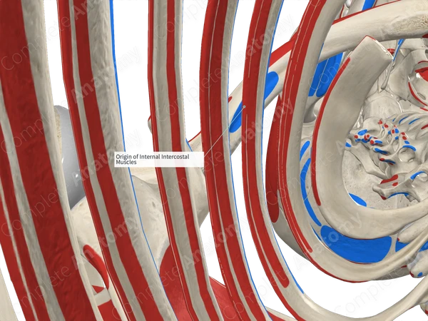Origin of Internal Intercostal Muscles | Complete Anatomy