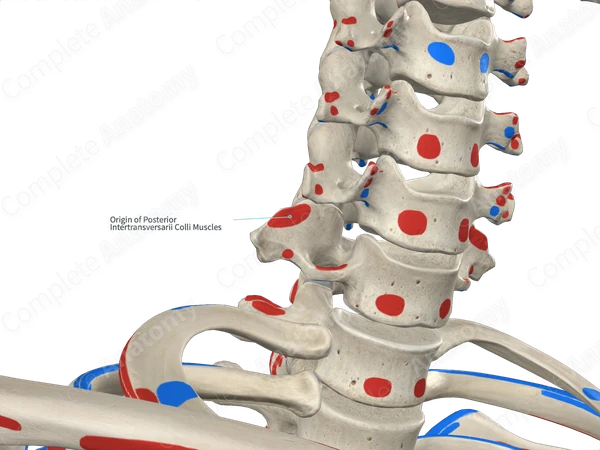 Origin of Posterior Intertransversarii Colli Muscles | Complete Anatomy