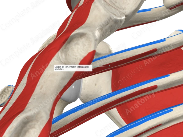 Origin of Innermost Intercostal Muscles | Complete Anatomy