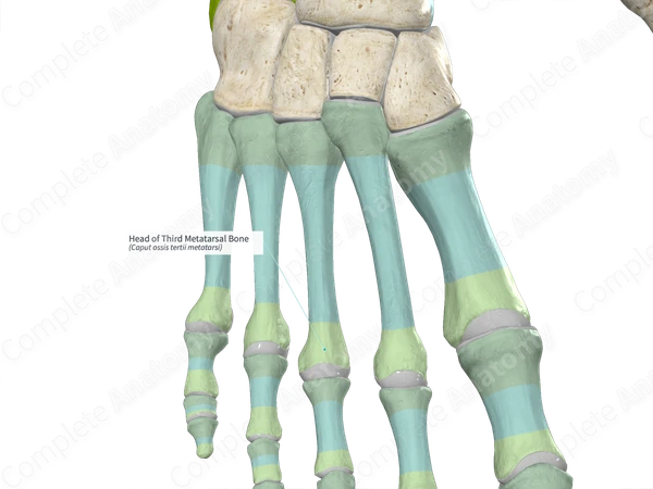 Head of Third Metatarsal Bone | Complete Anatomy