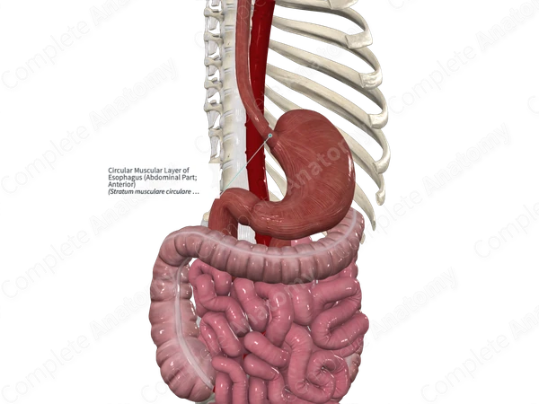 Circular Muscular Layer of Esophagus (Abdominal Part; Anterior ...