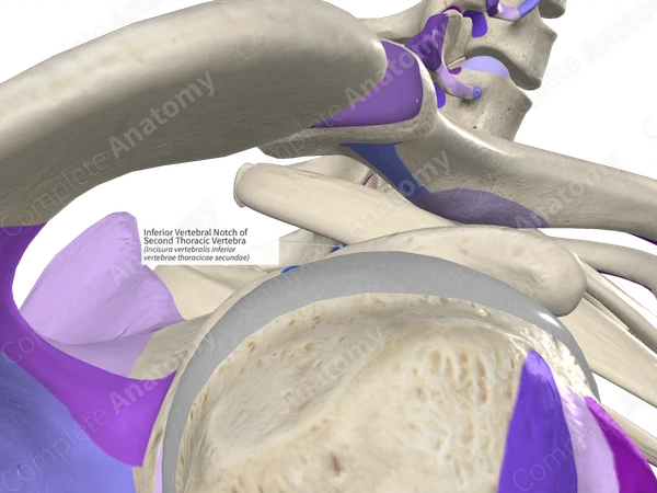 Inferior Vertebral Notch of Second Thoracic Vertebra (Left) | Complete ...