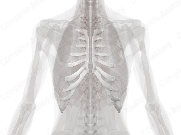 Connective Tissue of Thorax | Complete Anatomy