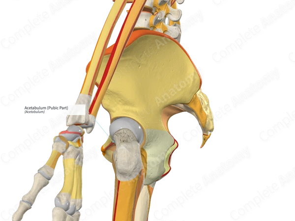 Acetabulum (Pubic Part) | Complete Anatomy