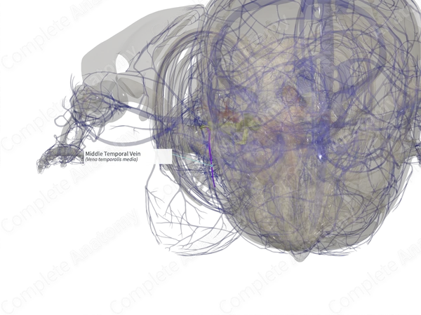 Middle Temporal Vein (Left) | Complete Anatomy