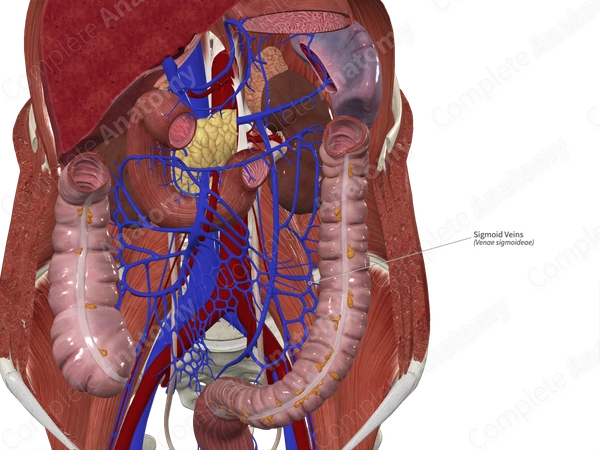Sigmoid Veins | Complete Anatomy
