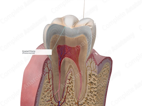 Enamel Prisms | Complete Anatomy