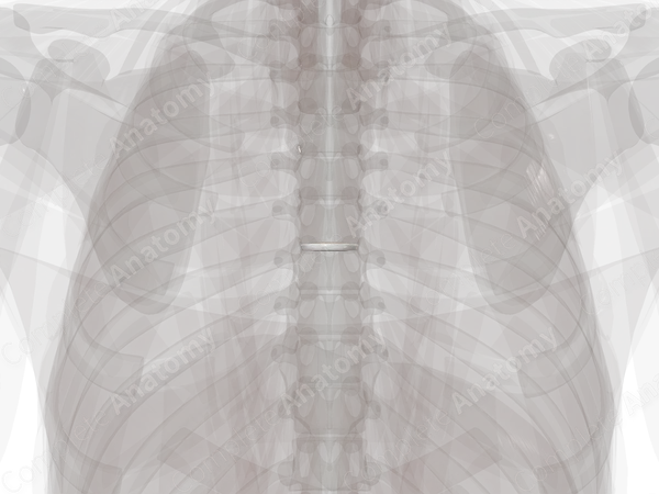 Intervertebral Disc (T6-T7) | Complete Anatomy