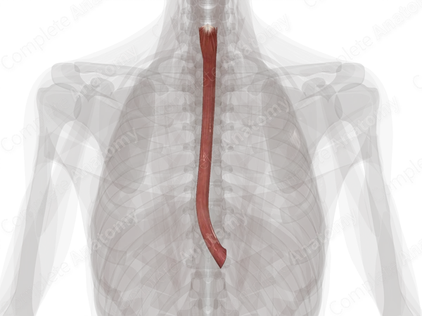 Esophagus | Complete Anatomy