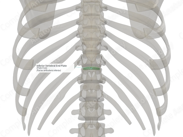 Inferior Vertebral End Plate (T10-T11) | Complete Anatomy
