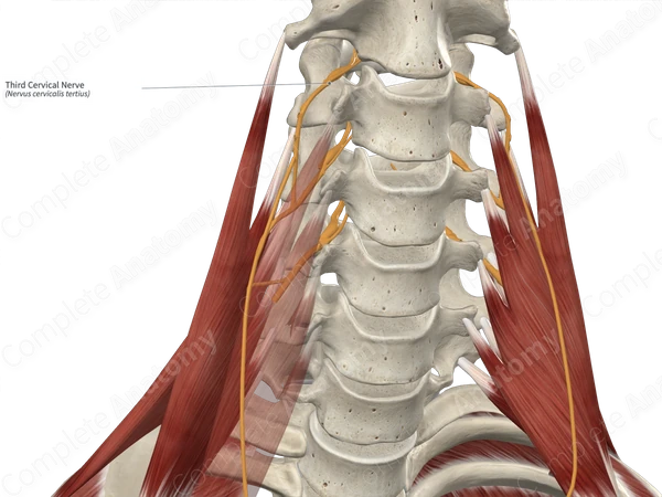 Third Cervical Nerve | Complete Anatomy