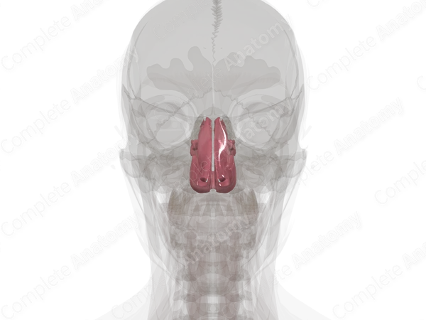 Nasal Cavity | Complete Anatomy