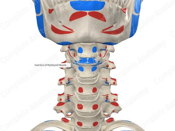 Insertion of Mylohyoid Muscle | Complete Anatomy
