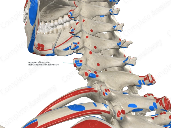 Insertion of Posterior Intertransversarii Colli Muscle | Complete Anatomy
